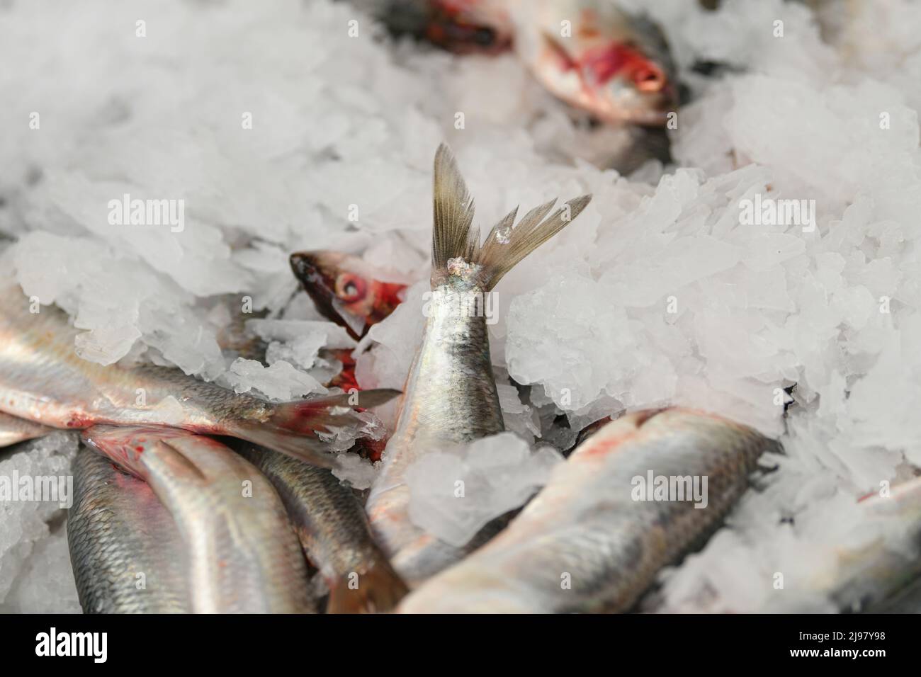Raw herring in a box on the market Stock Photo - Alamy