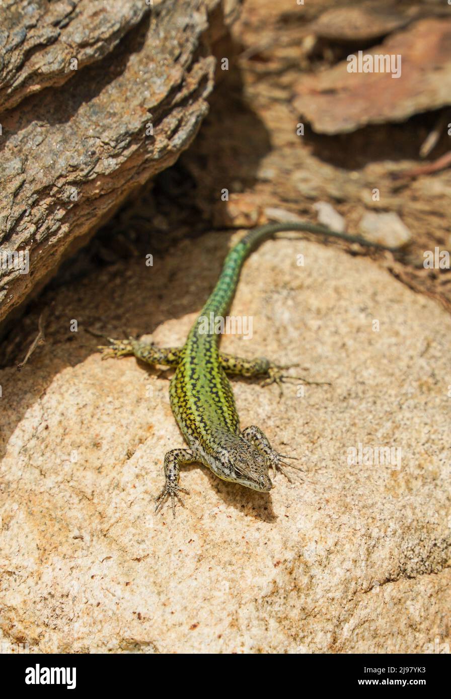 Andalusian wall lizard (Podarcis vaucheri) on a rock wall, Andalucia ...