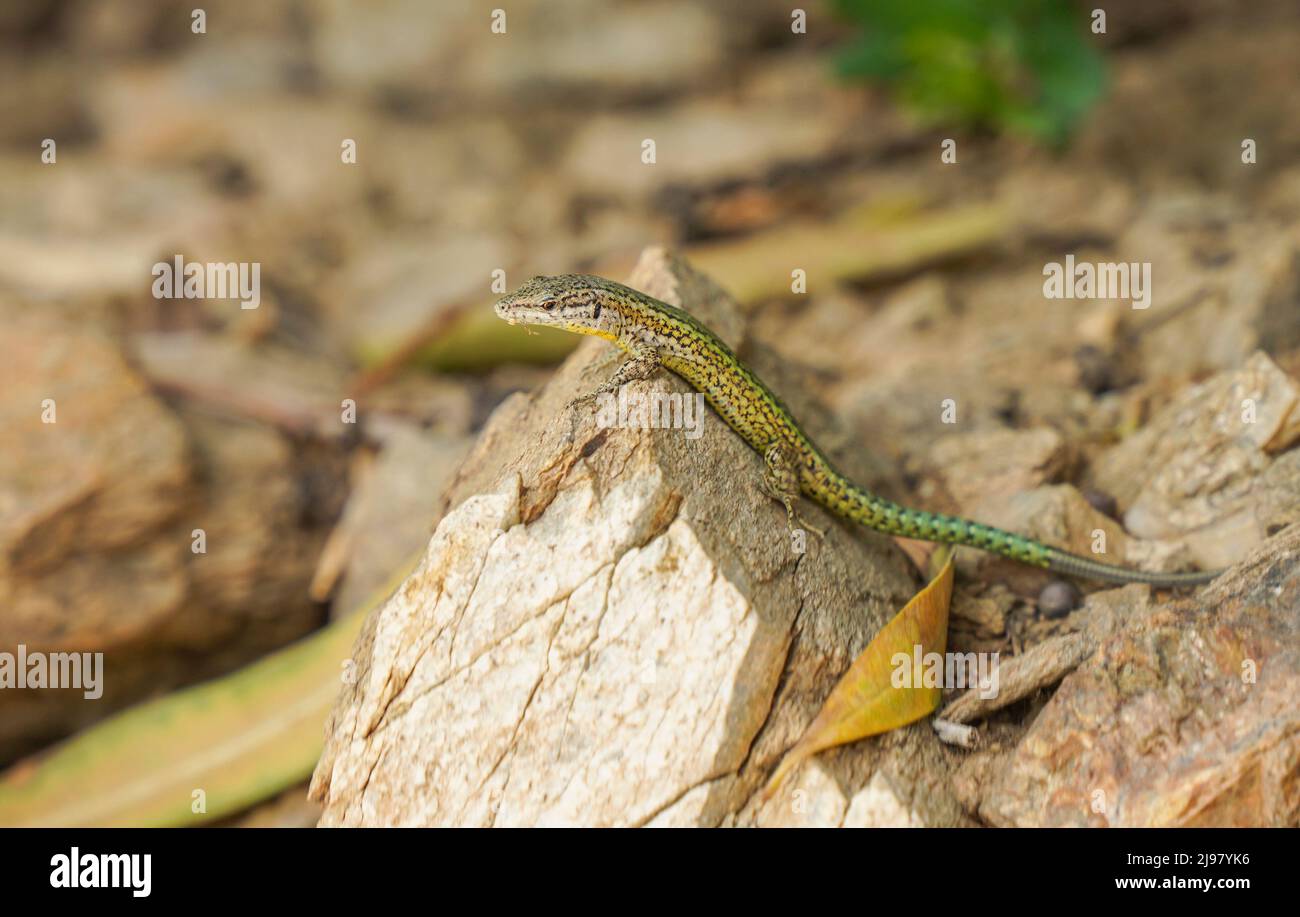 Andalusian wall lizard (Podarcis vaucheri) on a rock wall, Andalucia ...