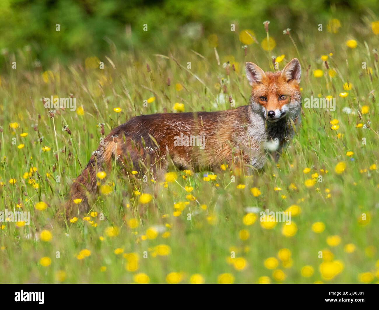 Red fox in a field of buttercups in the Cotswold Hills Gloucestershire ...
