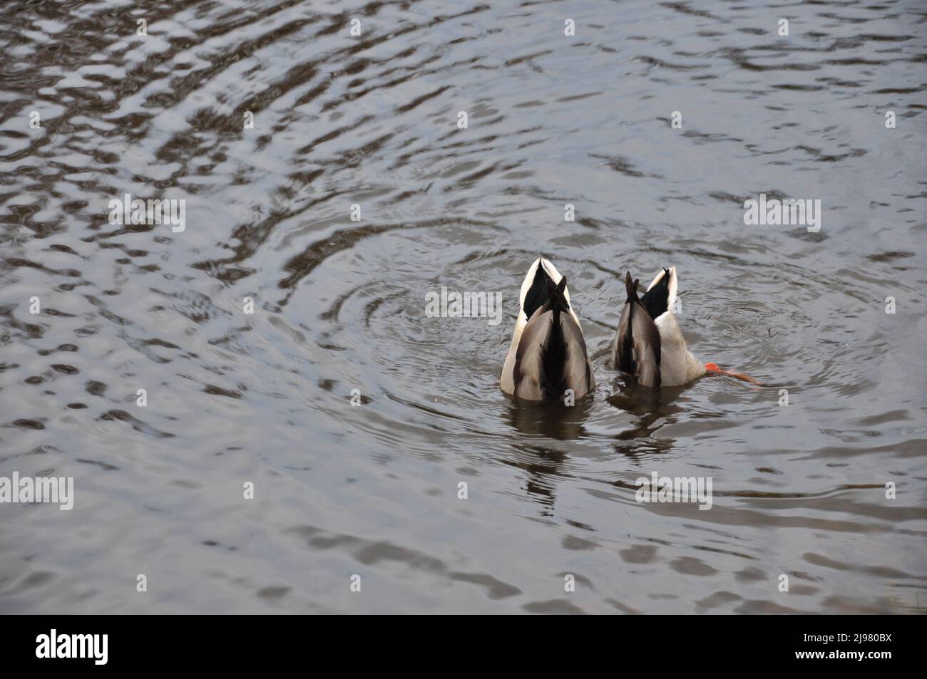 Ducks hunting. Ducks diving to catch their pray Stock Photo - Alamy