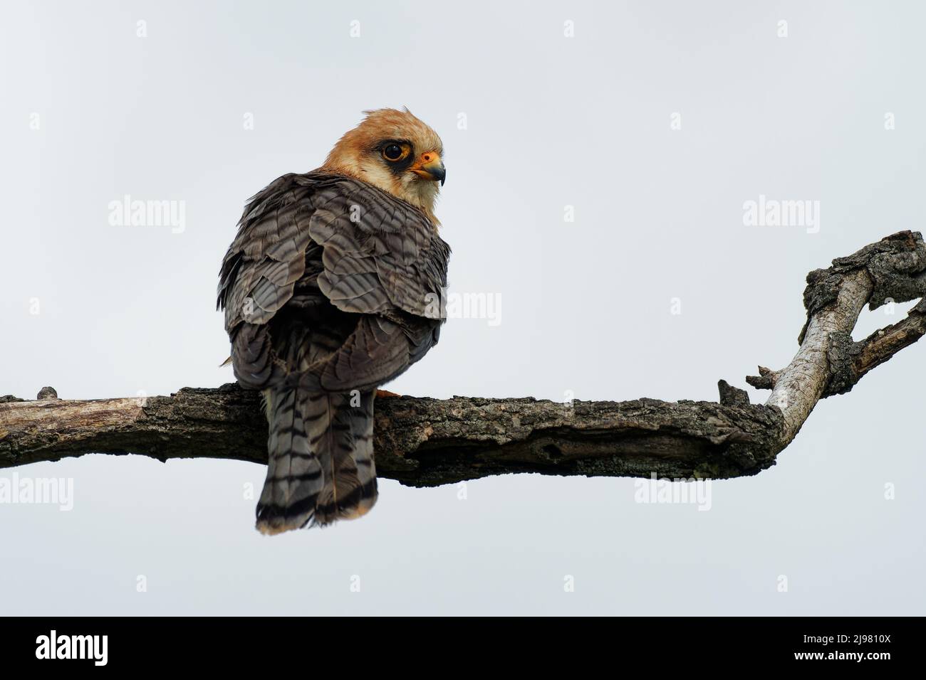 Red-footed Falcon Falco vespertinus, bird of prey family Falconidae ...