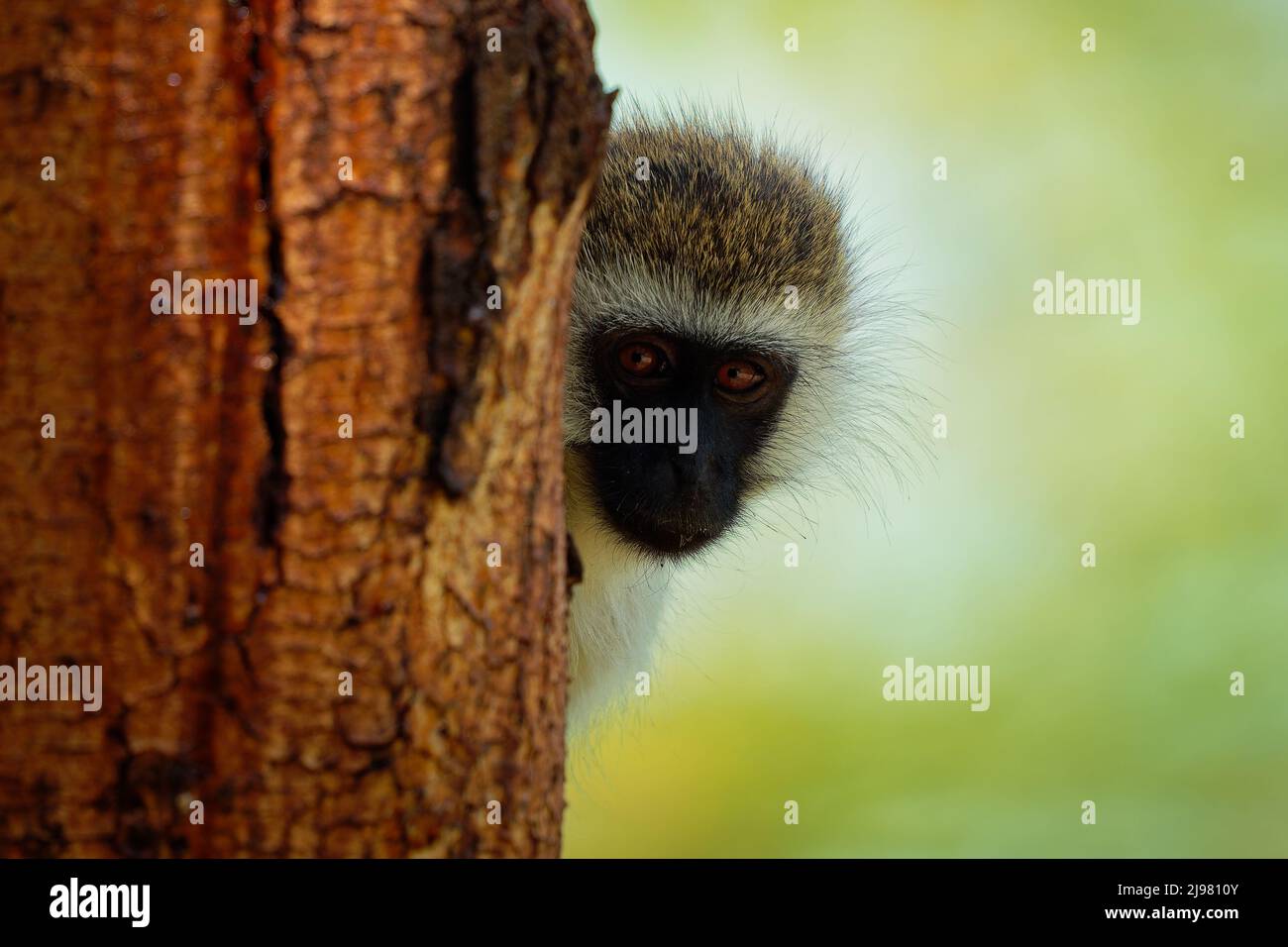Malbrouck monkeys hi-res stock photography and images - Alamy