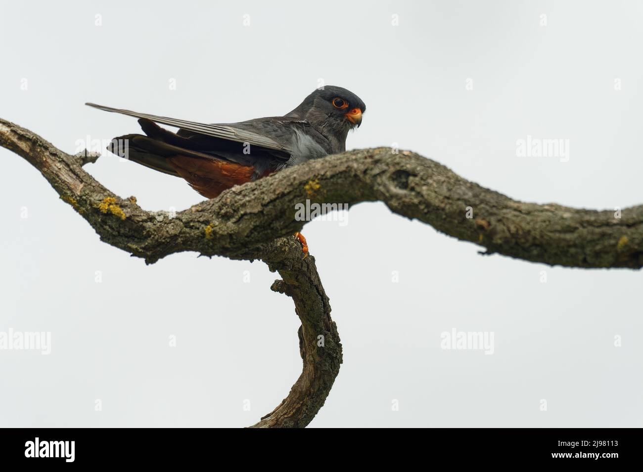 Red-footed Falcon Falco vespertinus, bird of prey family Falconidae ...