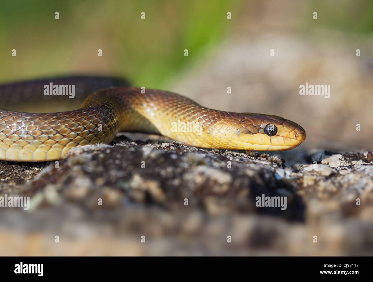 Aesculapian Snake - Zamenis longissimus, Elaphe longissima, nonvenomous ...