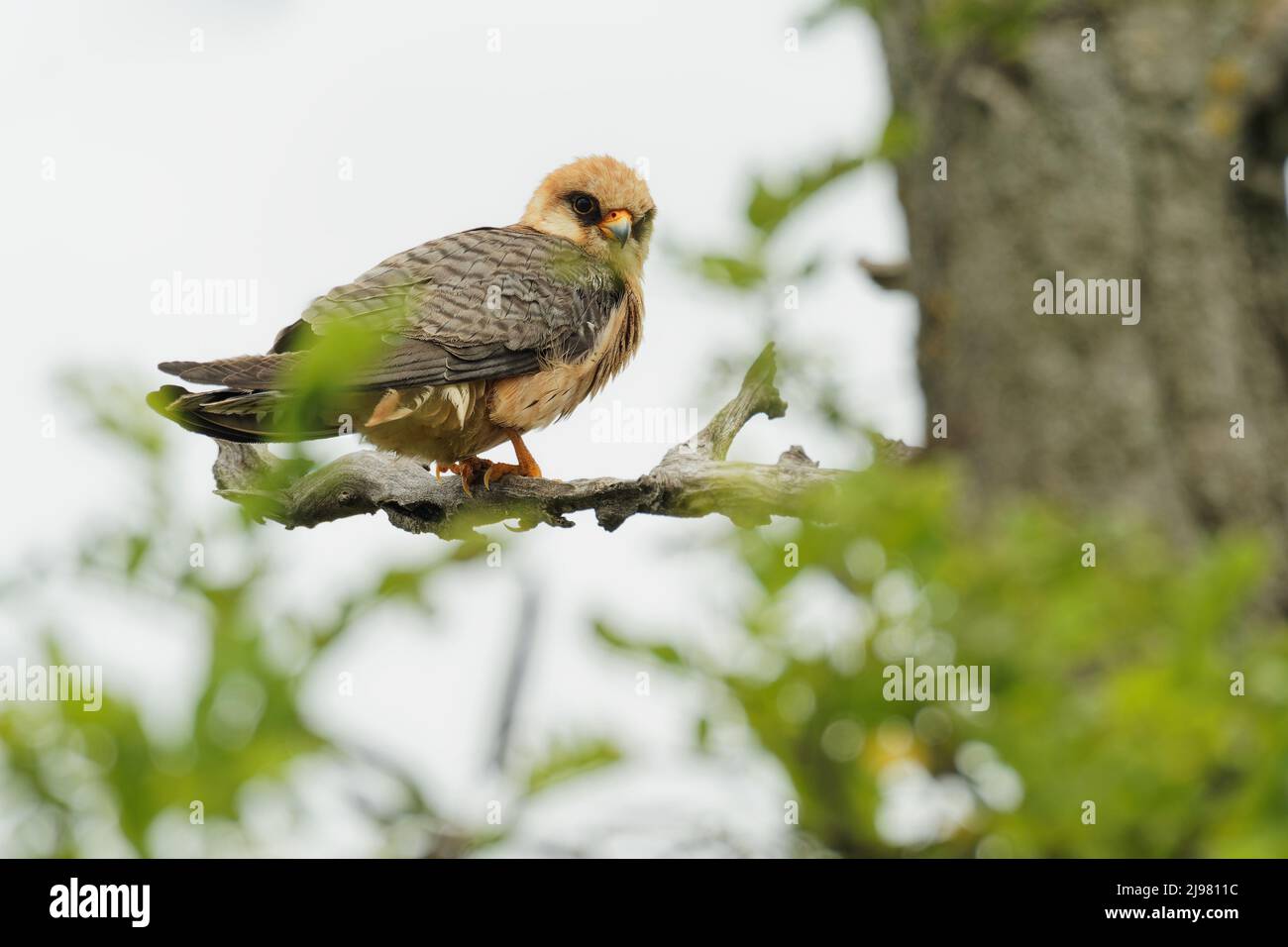 Red-footed Falcon Falco vespertinus, bird of prey family Falconidae ...