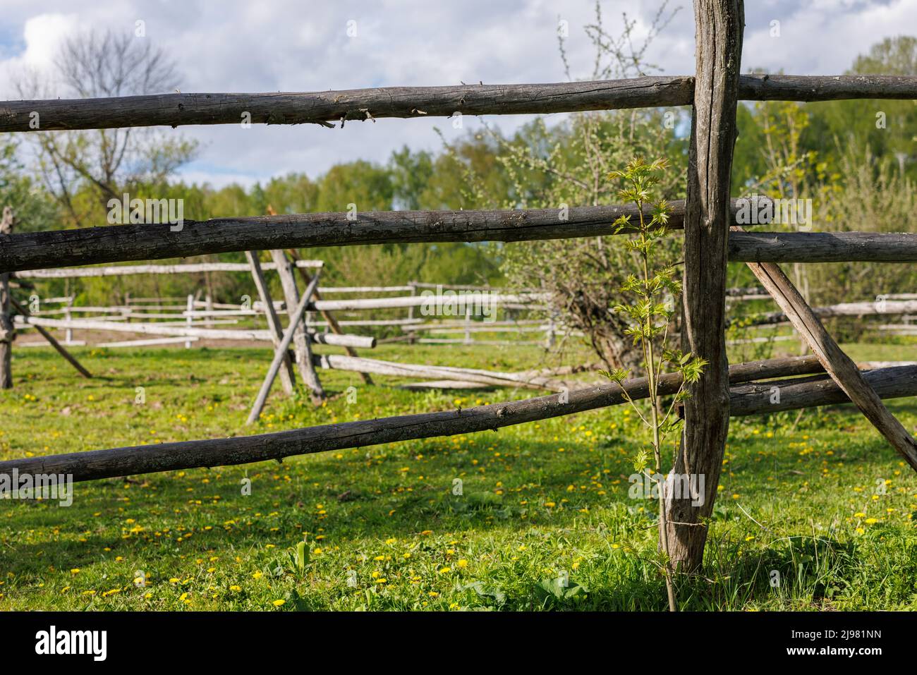 Thin log hi-res stock photography and images - Alamy