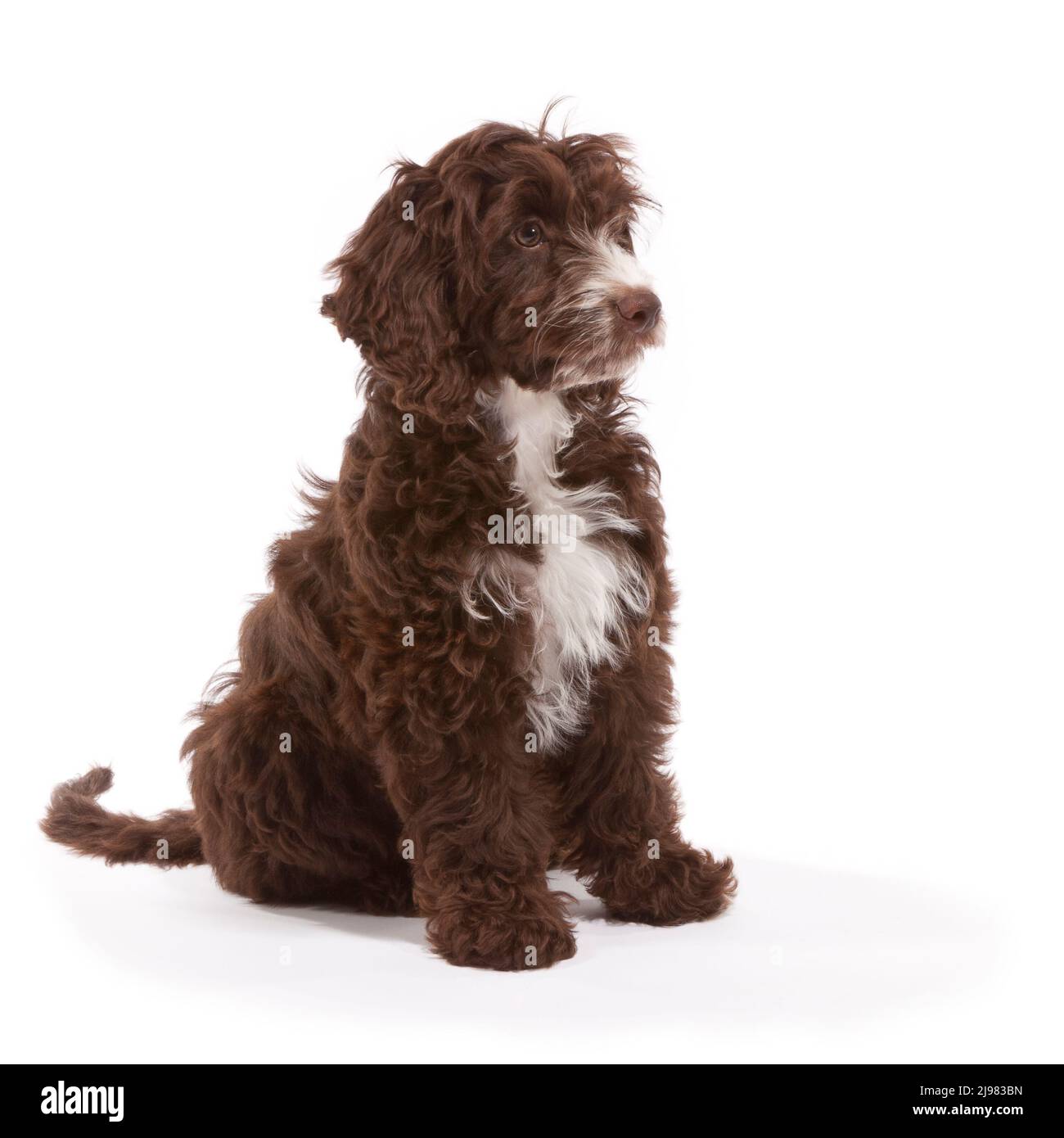 Labradoodle Dog aged 13 weeks Stock Photo - Alamy