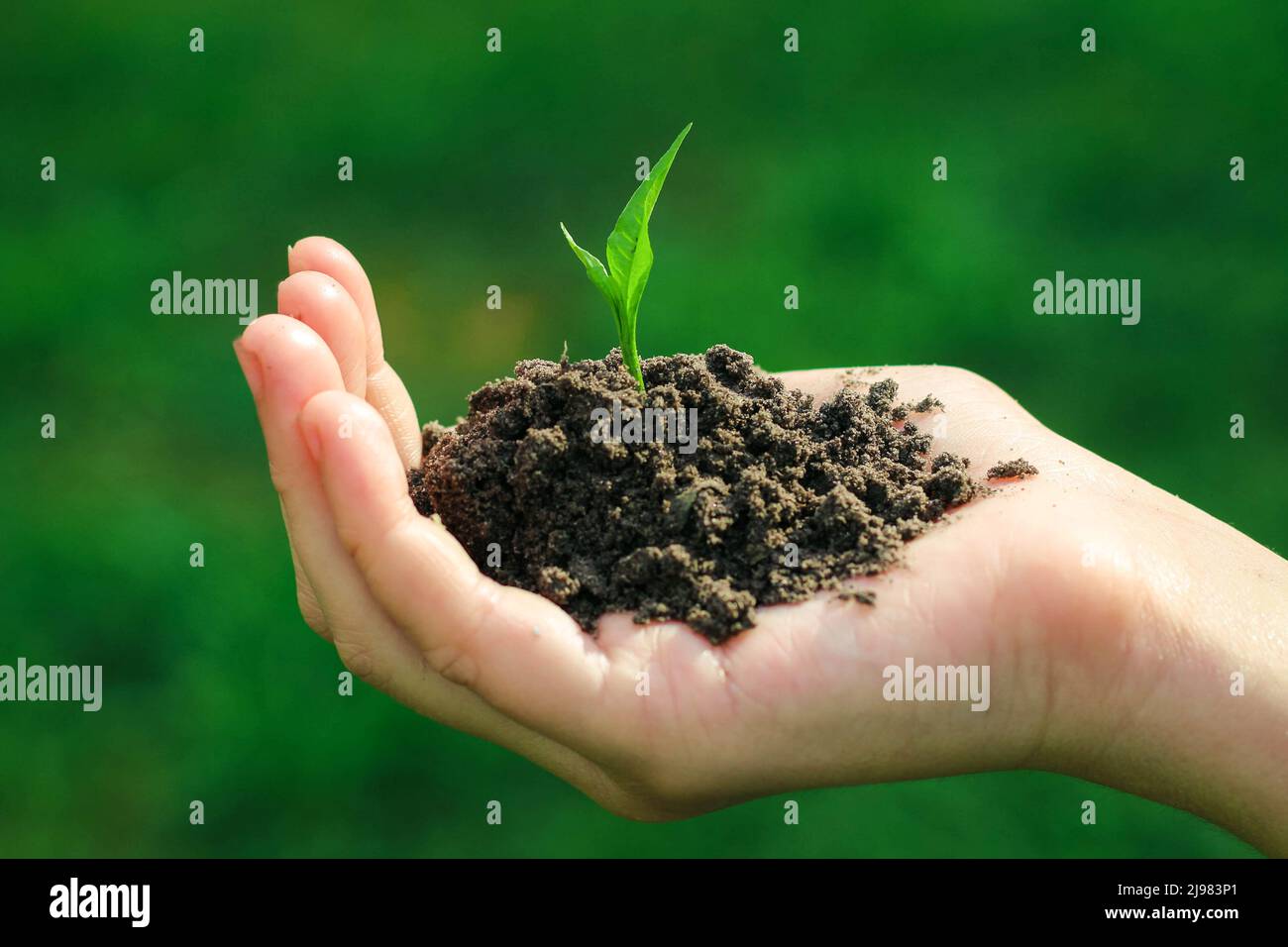 In the hands of trees growing seedlings Stock Photo - Alamy