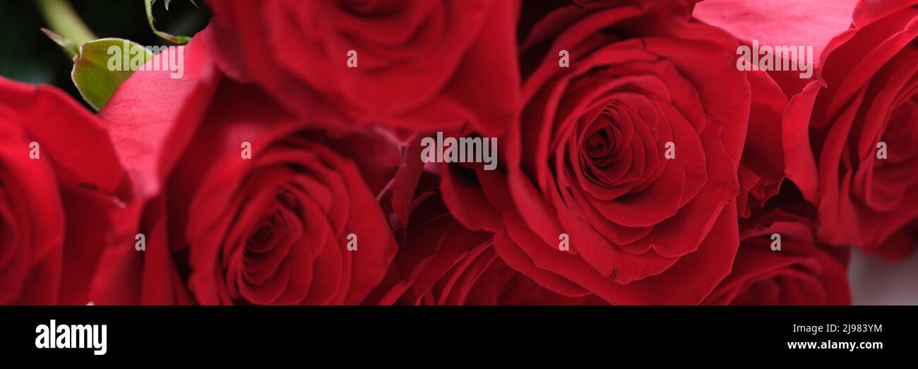 Red rose buds close-up, beautiful fresh flowers Stock Photo - Alamy