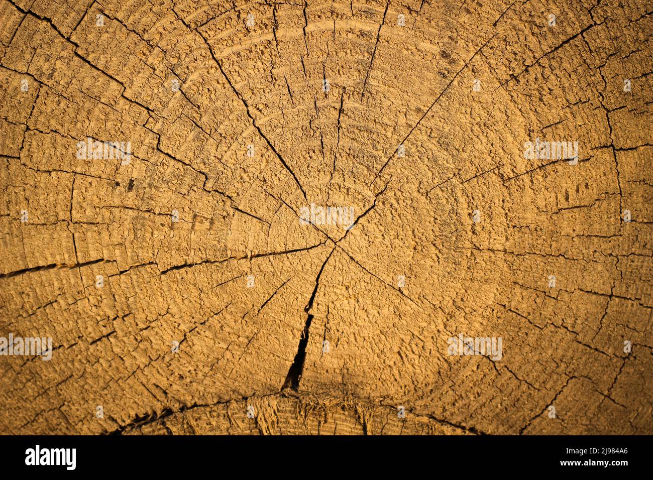 Painted log in the section, texture of the tree Stock Photo - Alamy