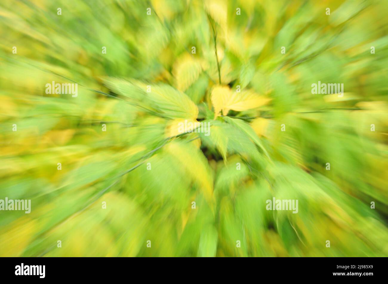 Hazy and blurry vision, not clear to see to the eye Stock Photo - Alamy