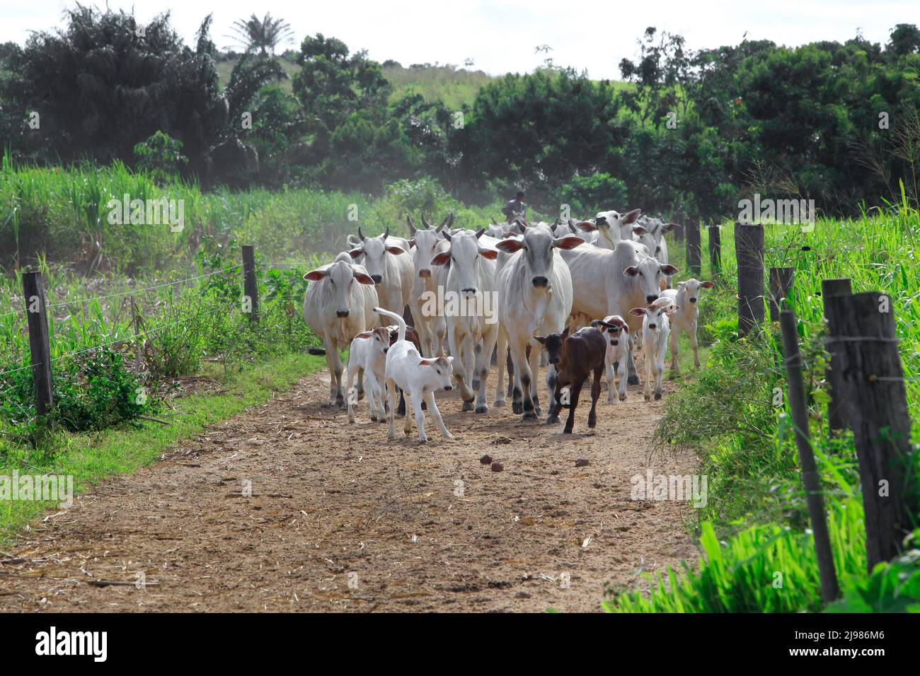 Herd of cattle being driven through dirt path on farm in Pará State ...