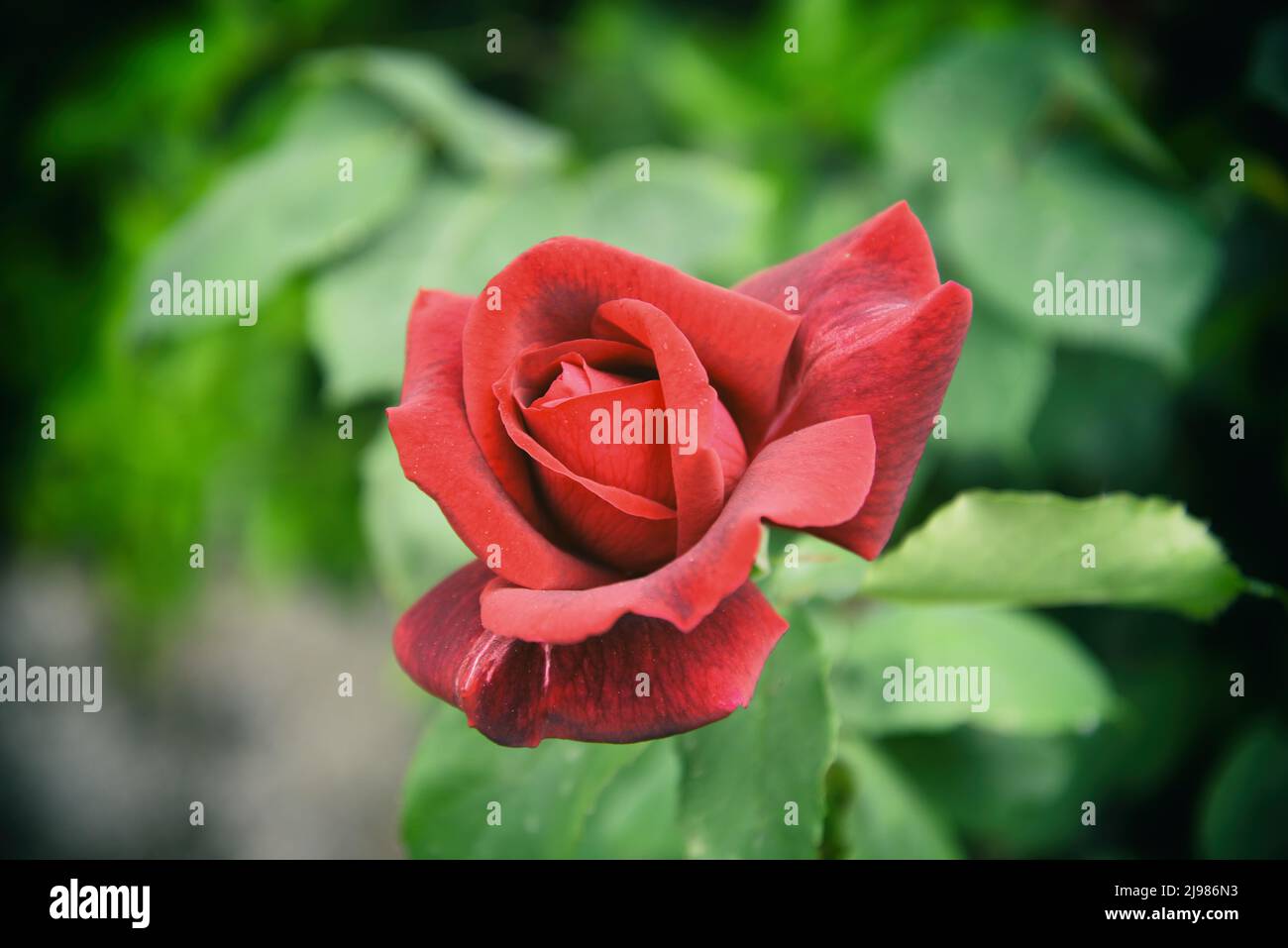 Roses predominantly hybrid grown hi-res stock photography and images ...
