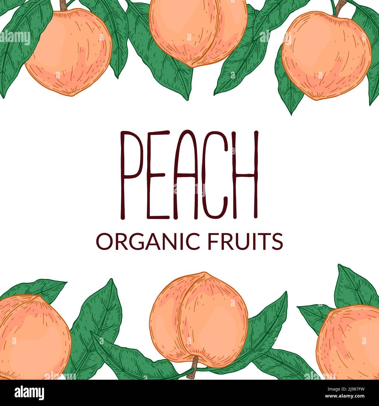 Hand drawn peach design. Vector illustration in sketch style Stock ...
