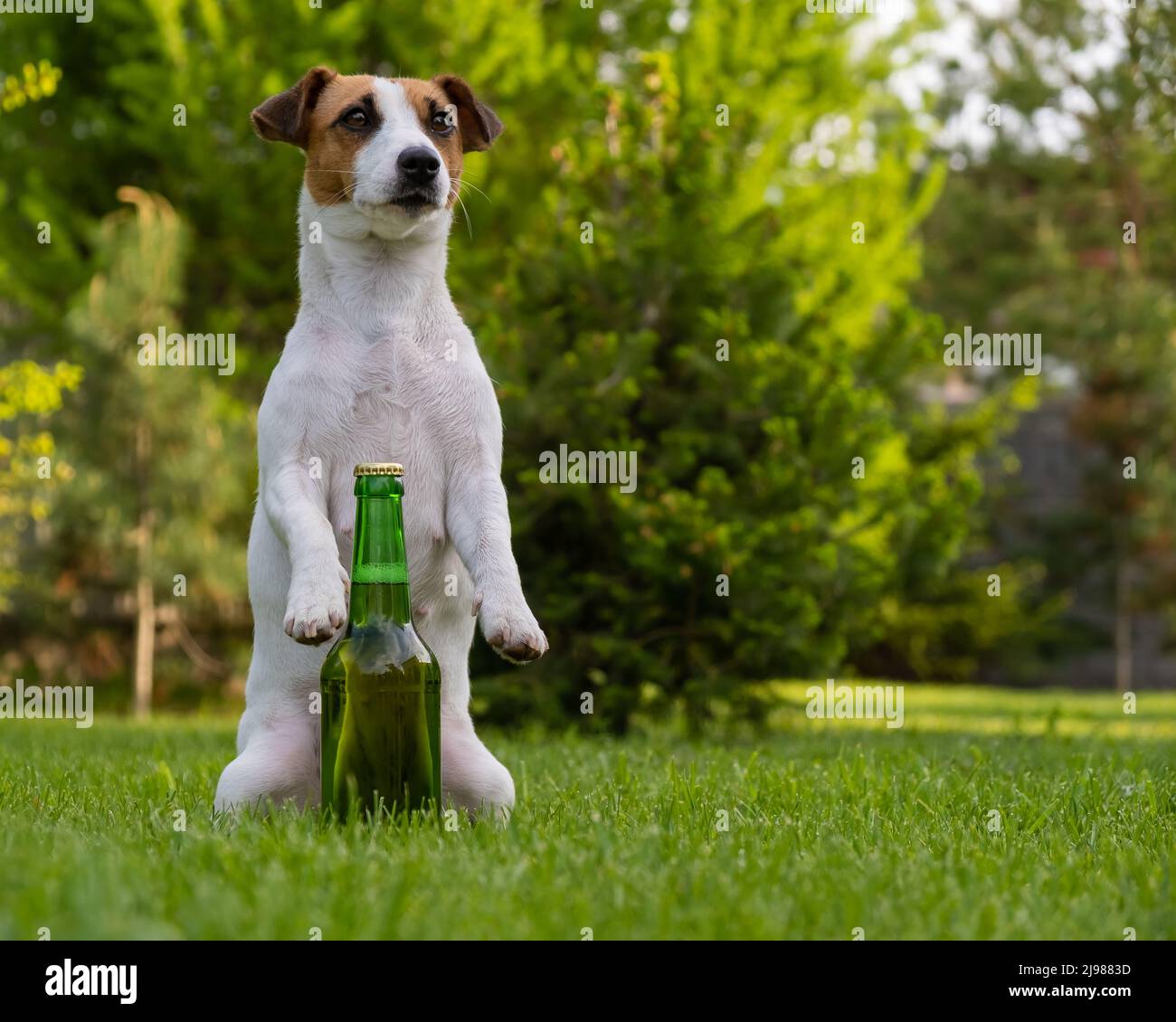 Dog holding a bottle of beer outdoors Stock Photo - Alamy