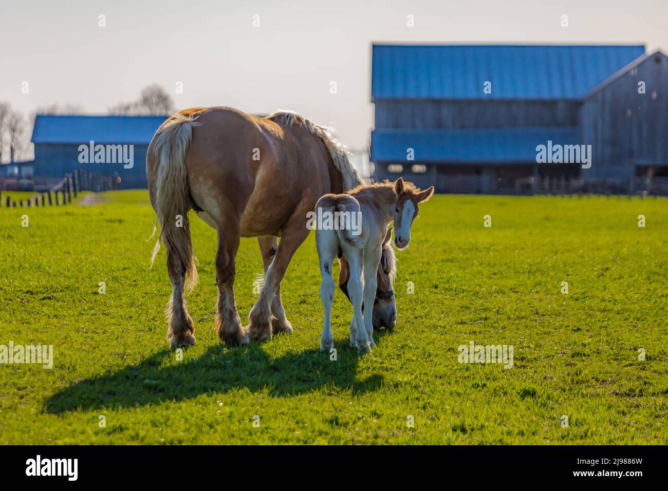 Horse breeding farm hi-res stock photography and images - Alamy