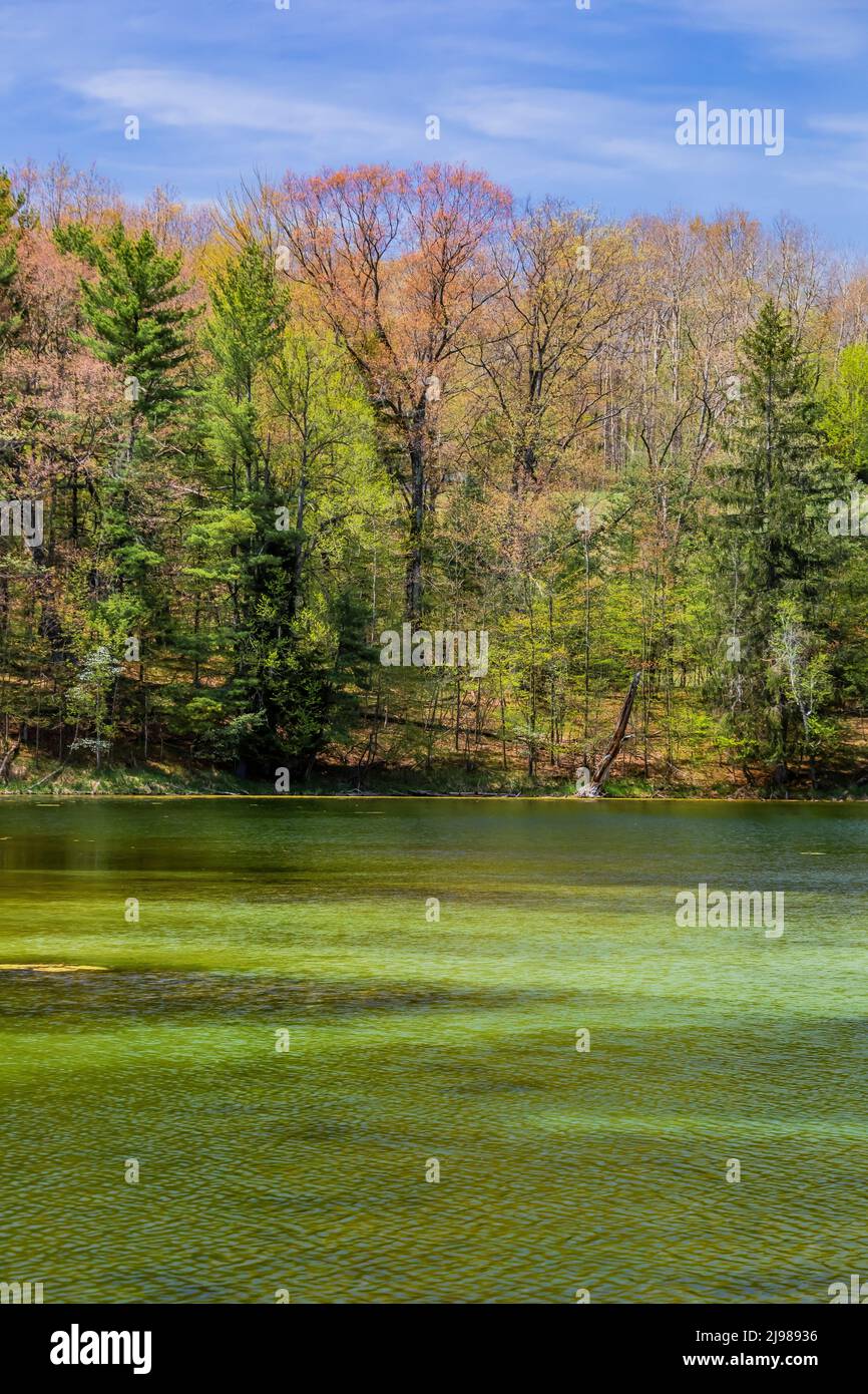 Spring forest with leaves emerging along Lost Canyon Lake in central ...