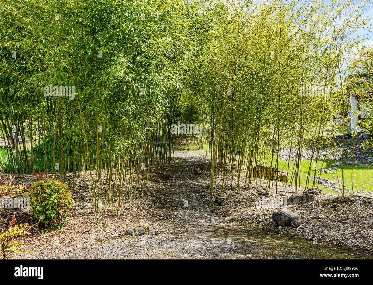 Bamboo lines a path at a Chinese garedn in South Seattle, Washington ...