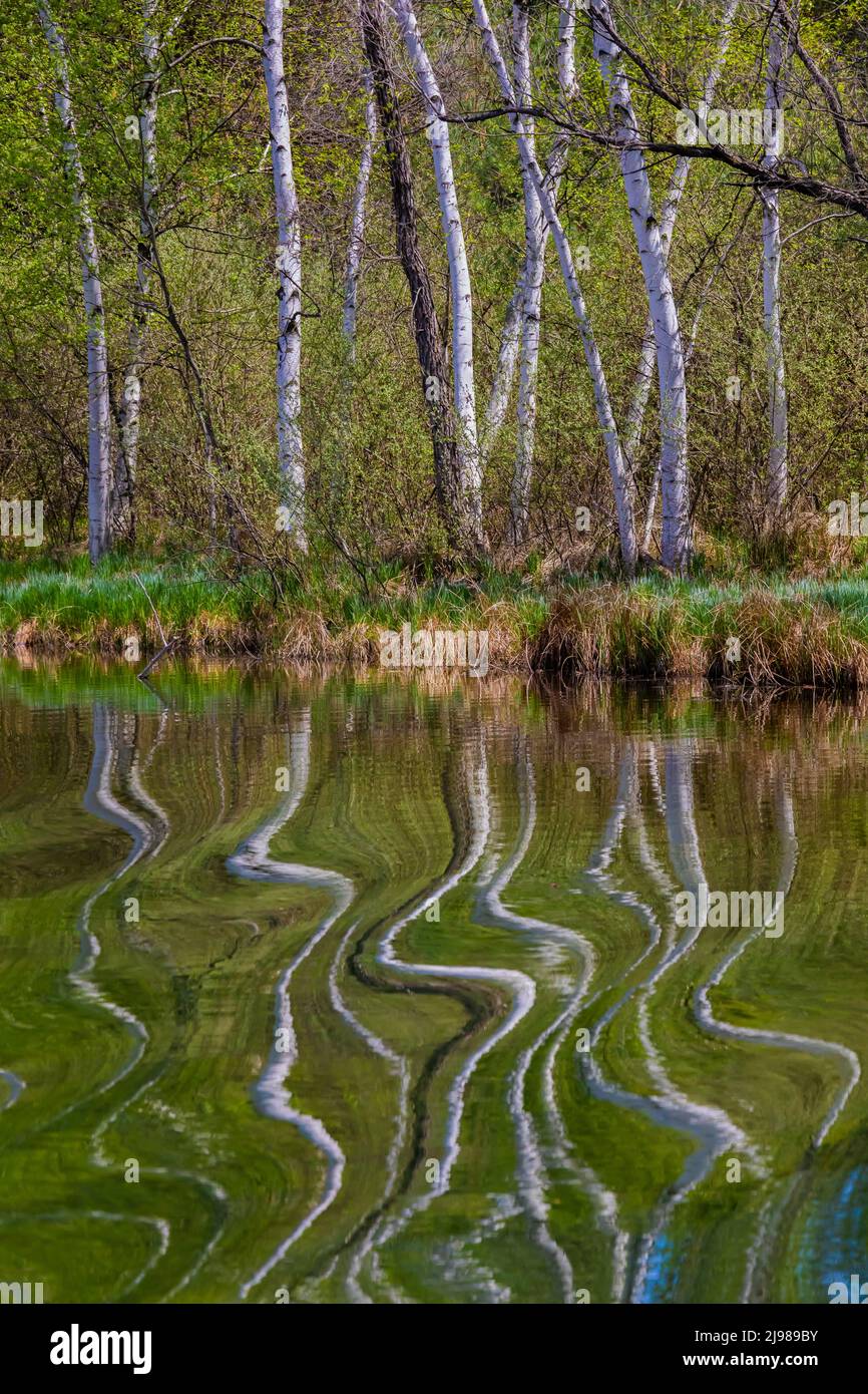 Paper Birches, Betula papyrifera, reflecting on Lake of the Clouds in ...