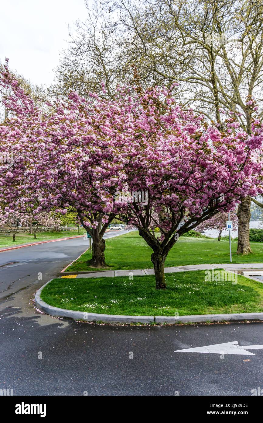 Cherry trees bloom along the road at Seward Park in Washington State ...