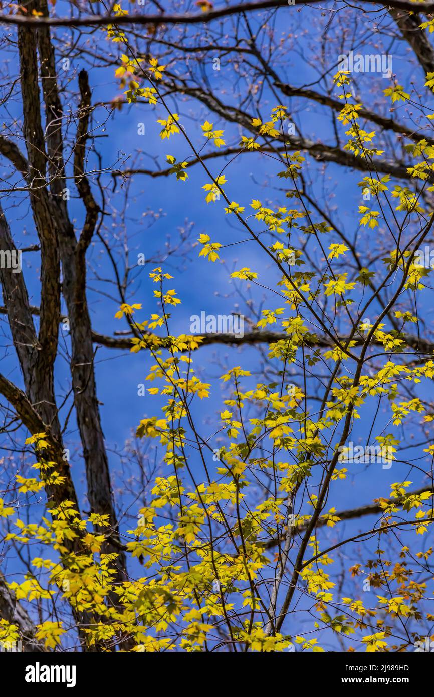 Red Maple, Acer rubrum, leaves emerging in central Michigan, USA Stock ...