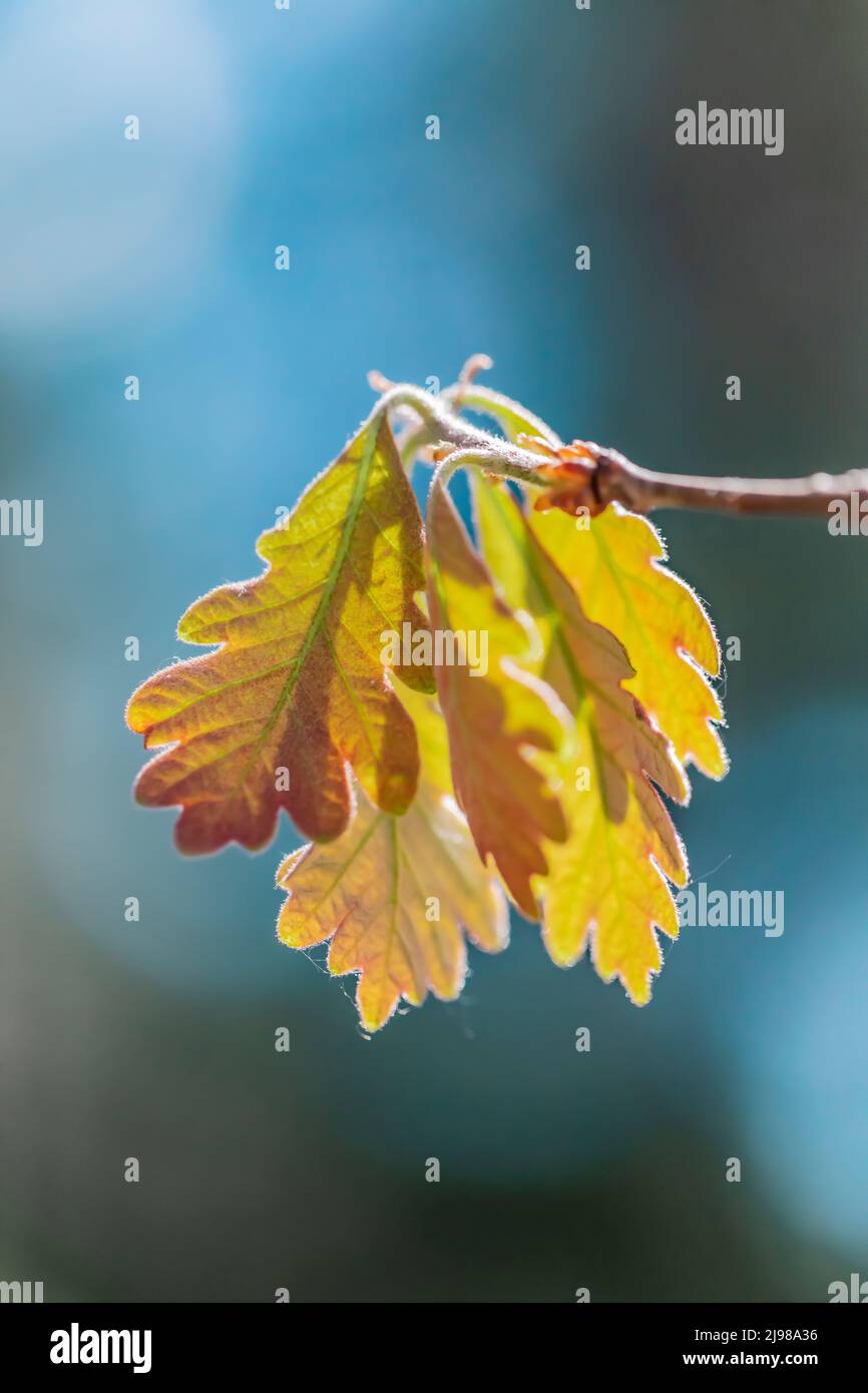 White Oak Quercus alba, leaves emerging from buds in central Michigan ...
