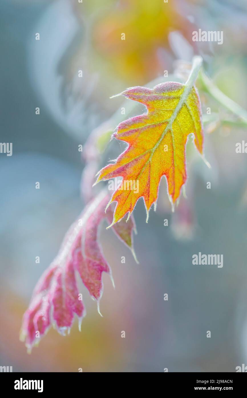 Northern Red Oak, Quercus rubra, leaves emerging from buds in May in ...