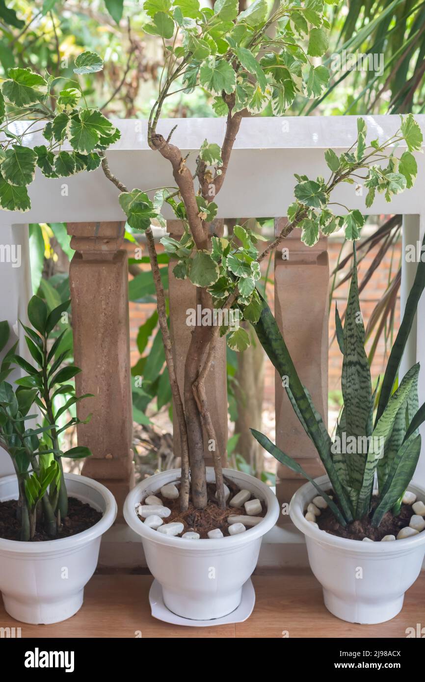 Silver Queen House Plant