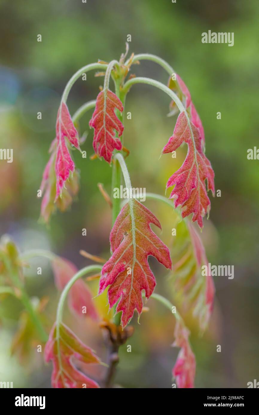 Oak tree bud leaf hi-res stock photography and images - Alamy