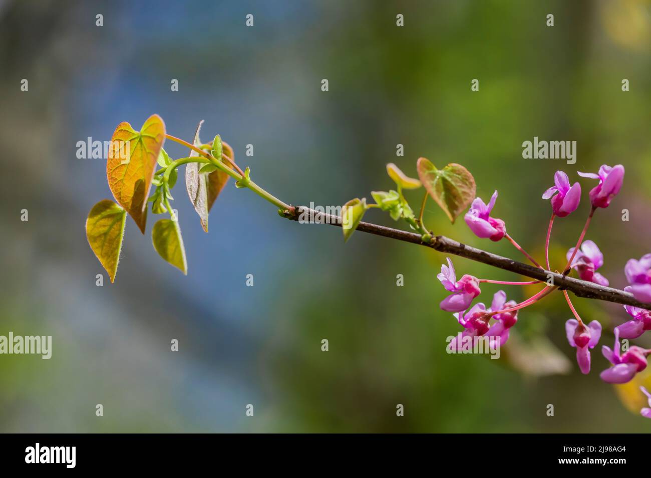 Eastern Redbud, Cercis canadensis, with flowers and fresh leaves in May ...