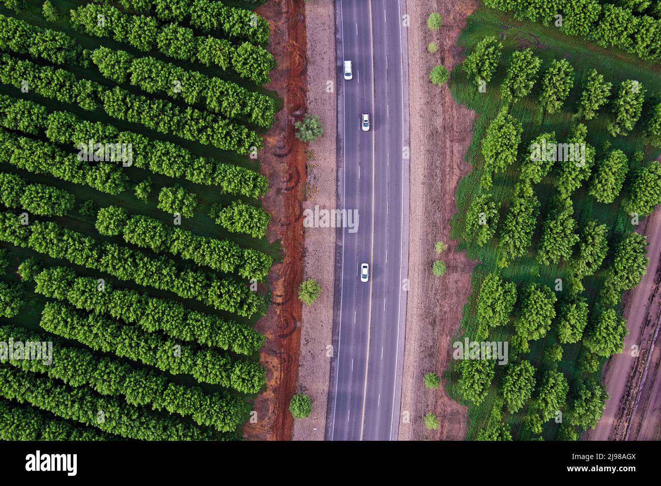 Three cars traveling through a pecan orchard Stock Photo - Alamy