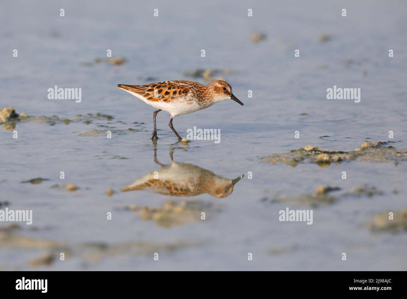 Little stint summer plumage hi-res stock photography and images - Alamy