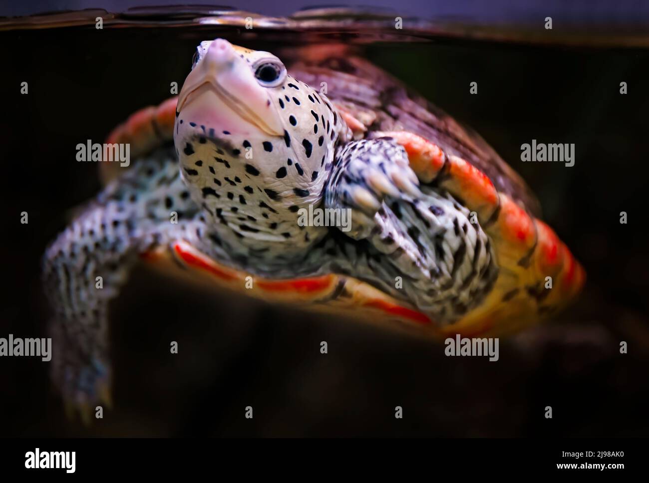 A diamondback terrapin (Malaclemys terrapin) swims in an aquarium at ...