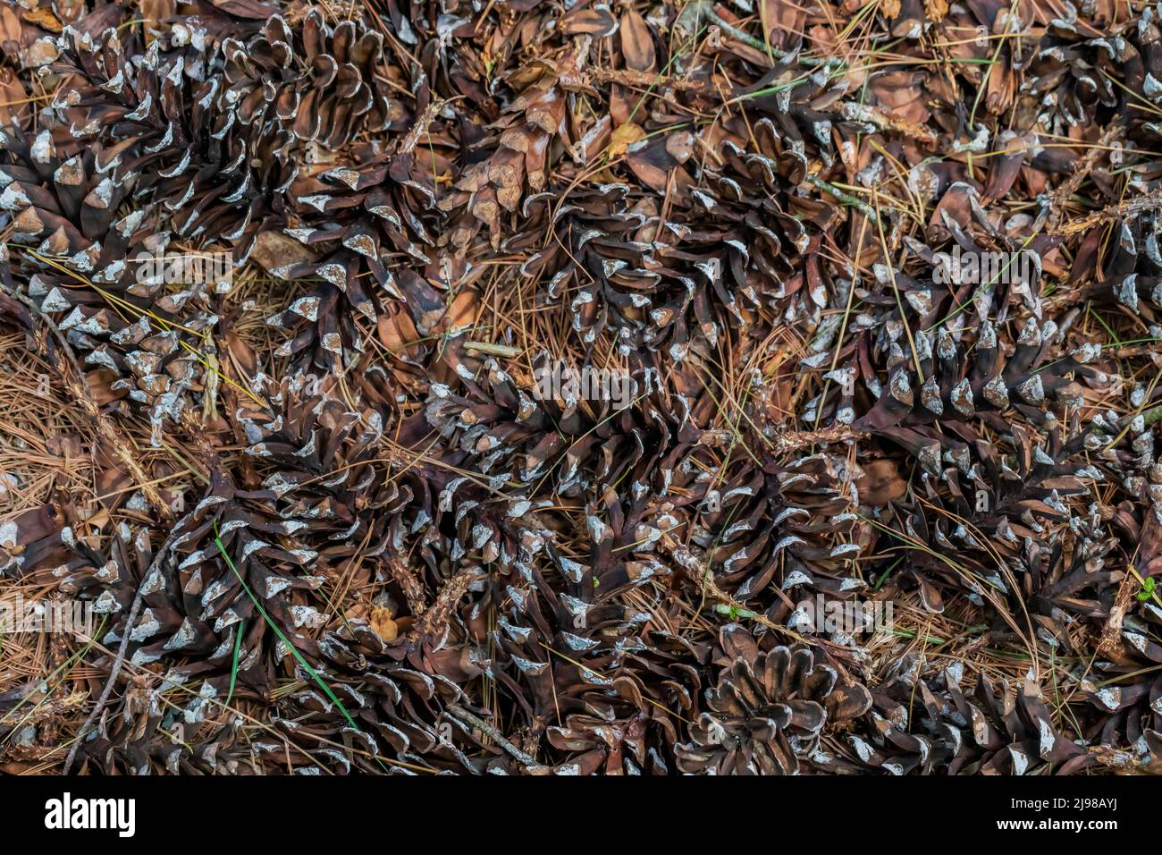 Pinus strobus seeds hi-res stock photography and images - Alamy