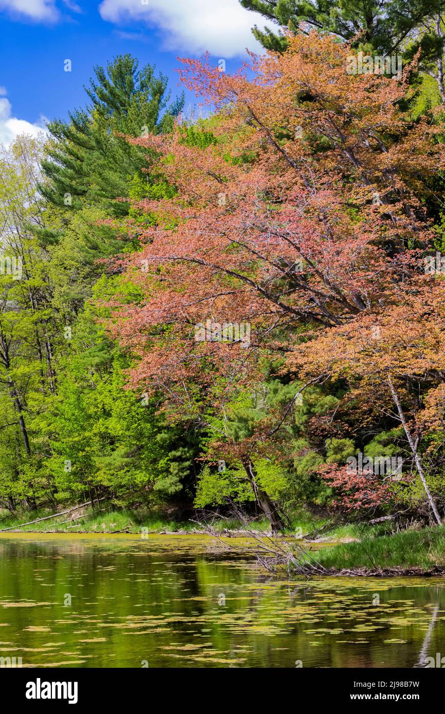 Red Maple, Acer rubrum, leaves emerging in May in central Michigan, USA ...
