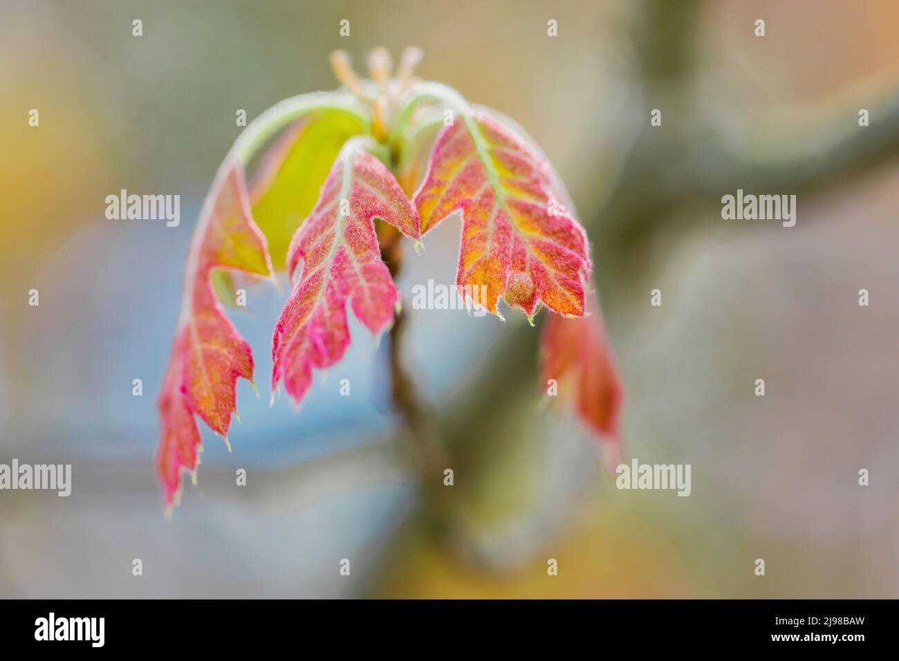 Northern Red Oak, Quercus rubra, leaves emerging from buds in May in ...