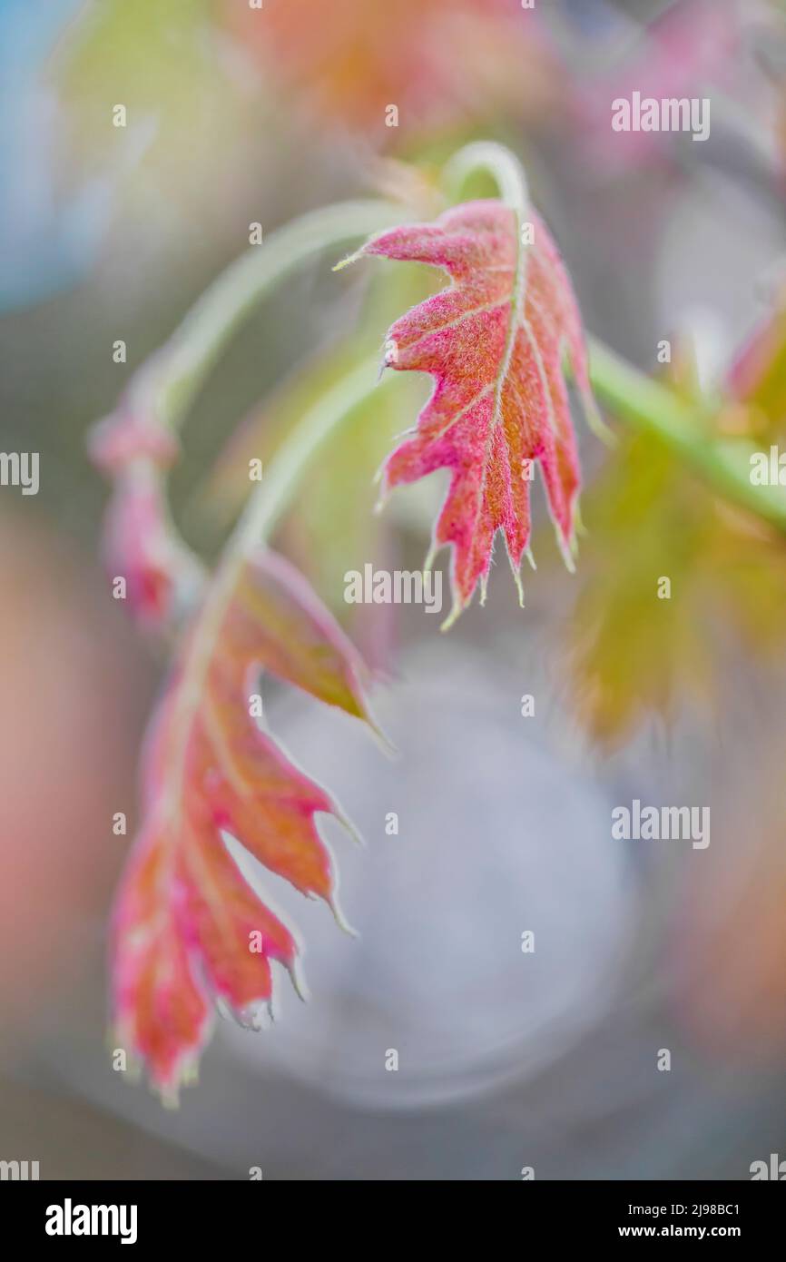 Northern red oak hi-res stock photography and images - Alamy