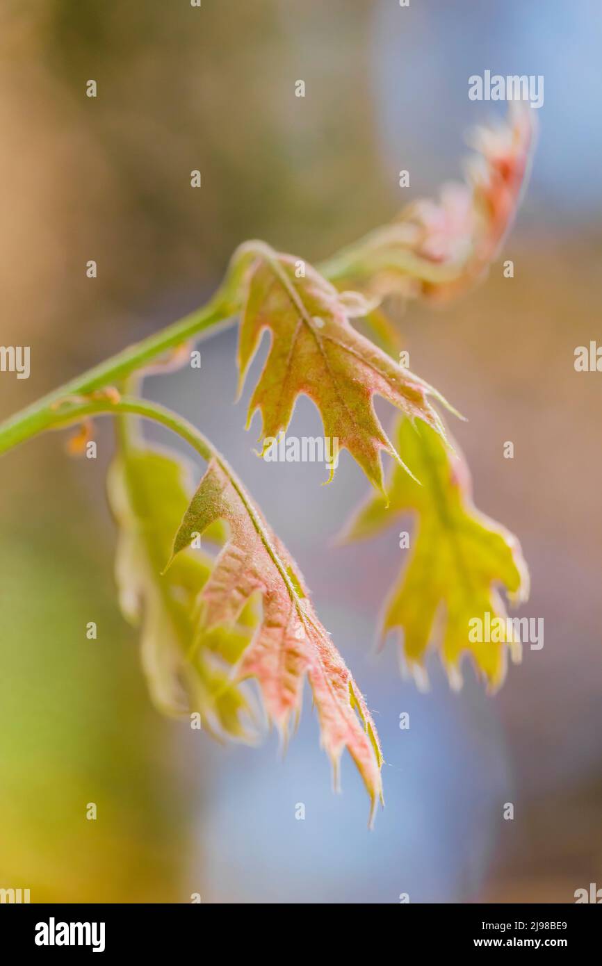 Northern Red Oak, Quercus rubra, leaves emerging from buds in May in ...