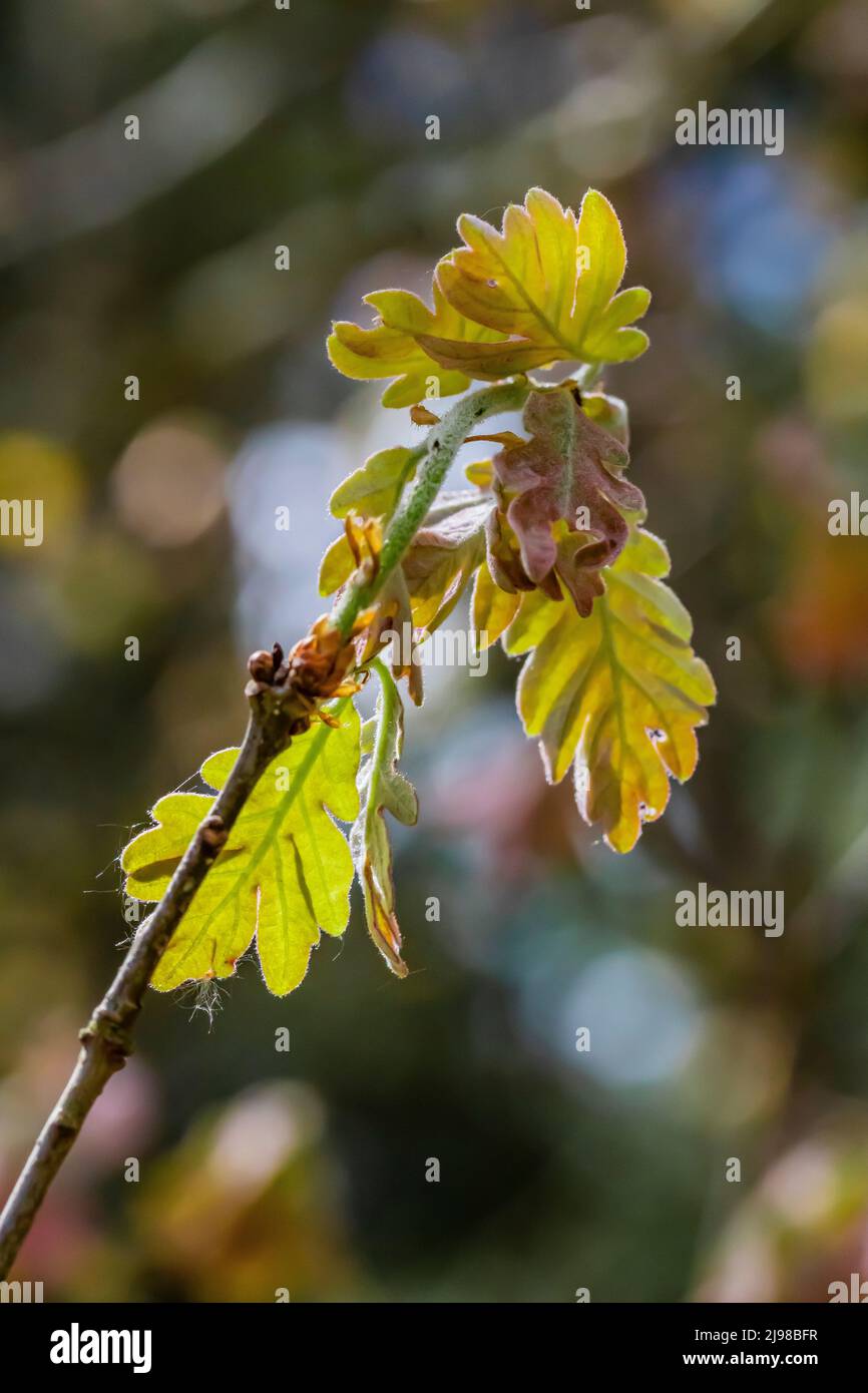 White Oak Quercus alba, leaves emerging from buds in central Michigan ...