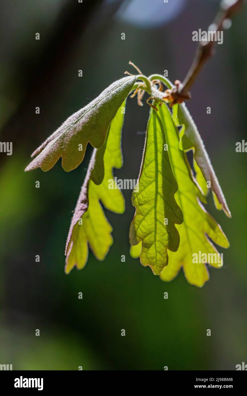 Oak Leaf Identification Michigan