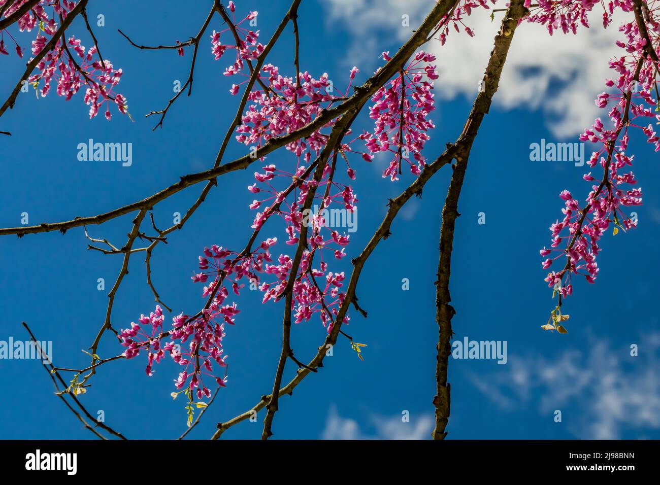 Eastern redbud flowers hi-res stock photography and images - Alamy