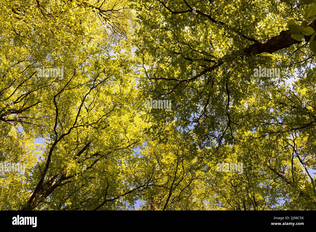 Summer beech trees against a blue sky Stock Photo - Alamy