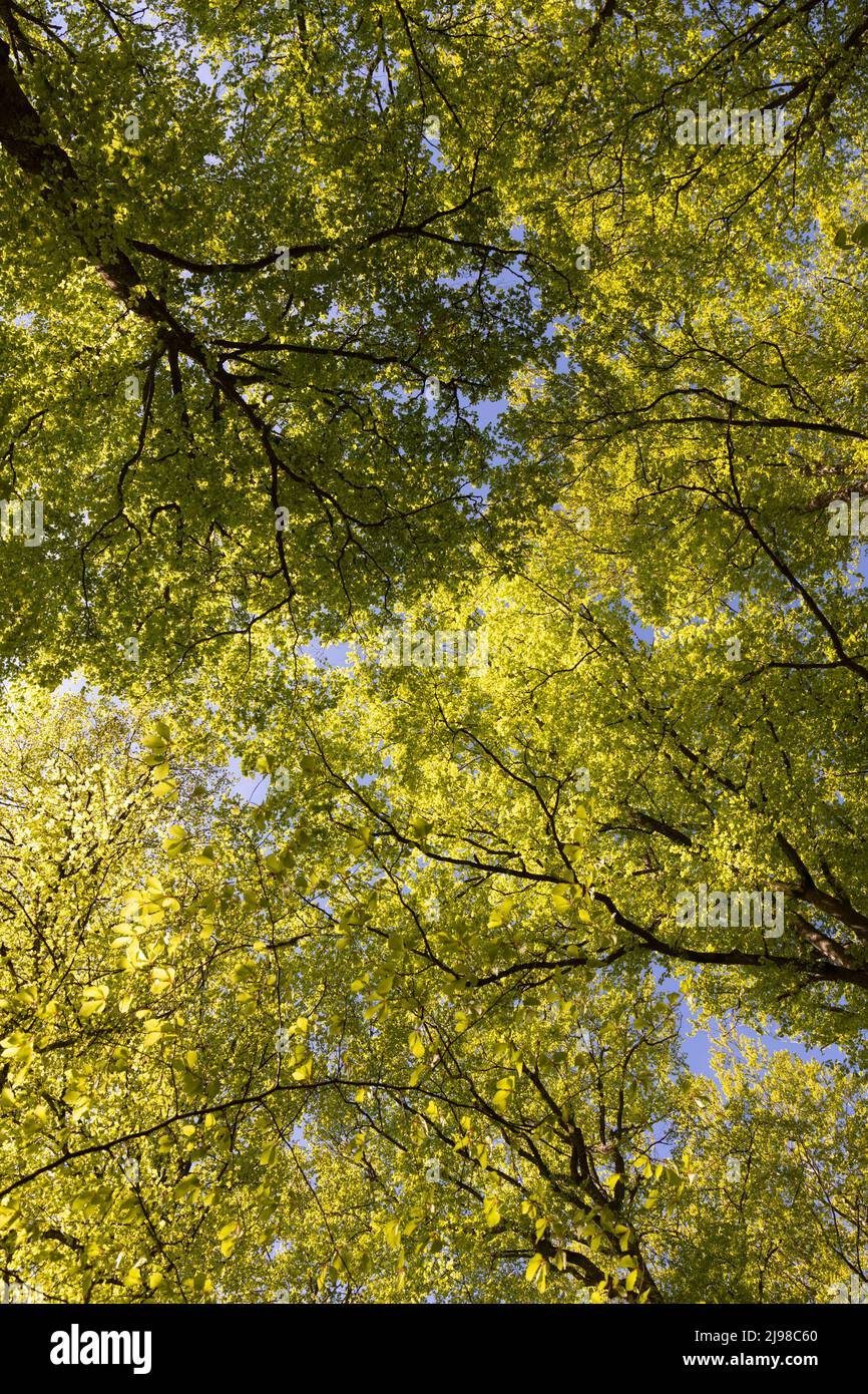 Summer beech trees hi-res stock photography and images - Alamy
