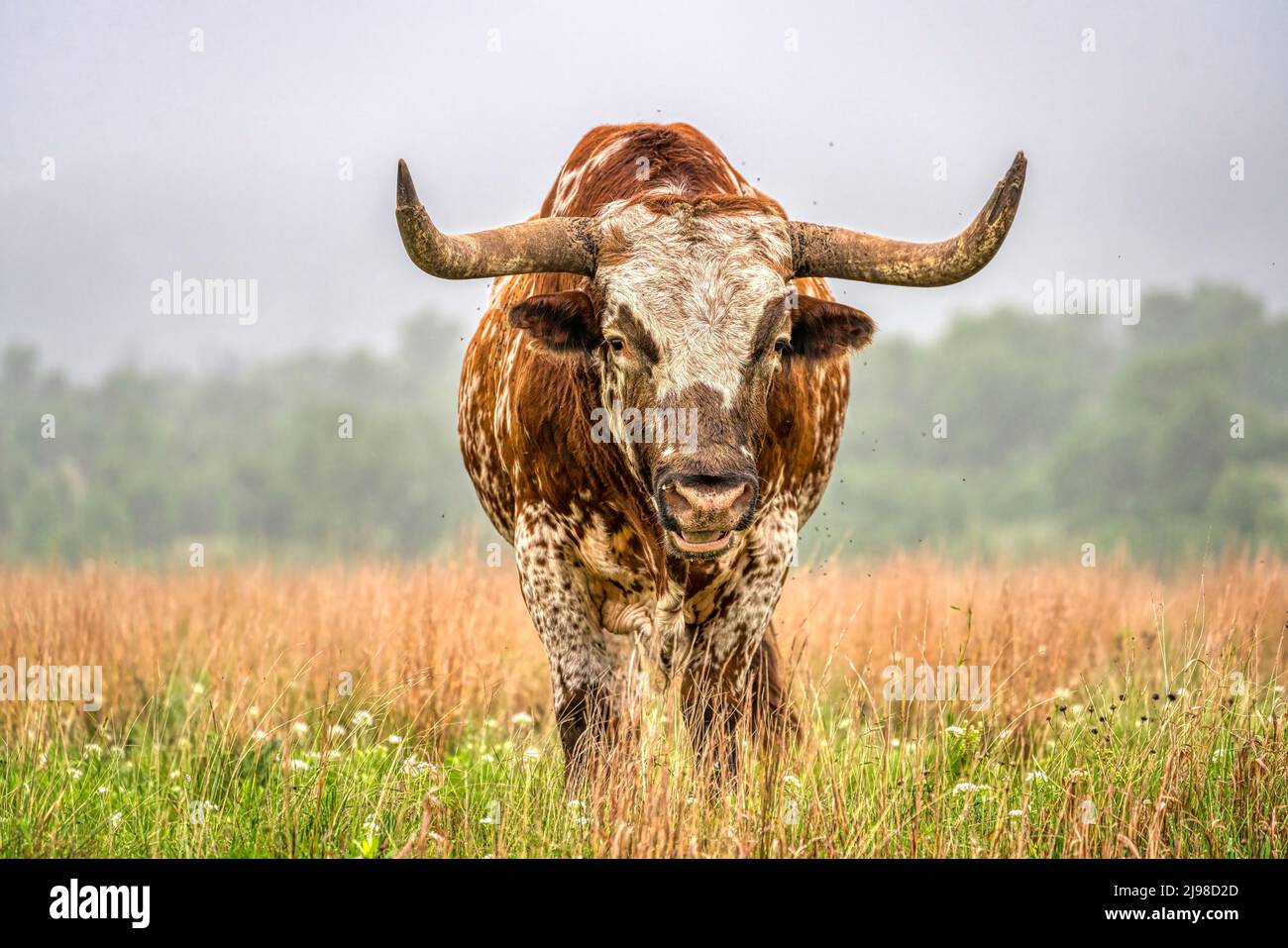 Texas longhorn black and white hi-res stock photography and images - Alamy