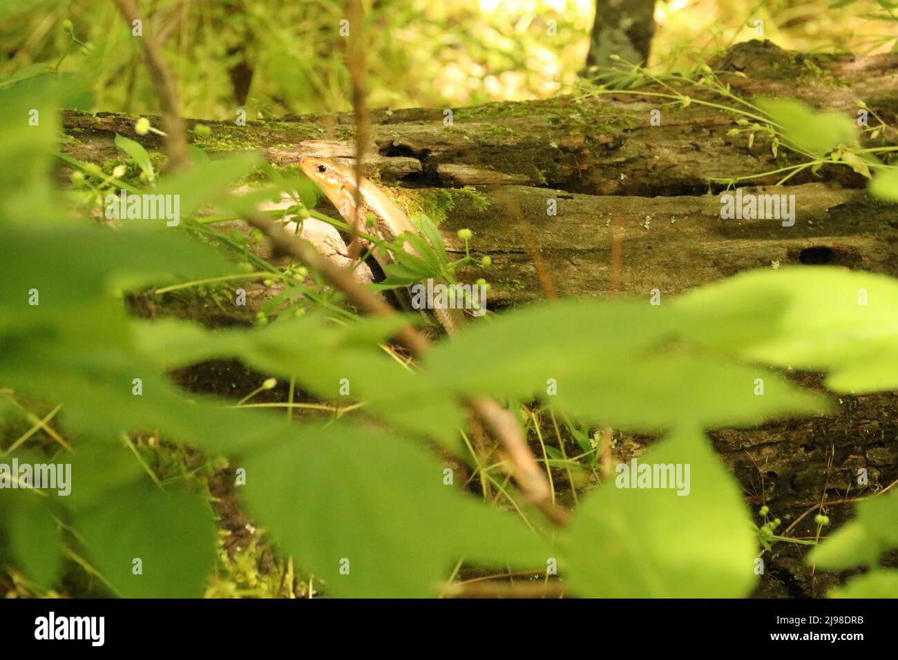 Lizard in the woods hi-res stock photography and images - Alamy