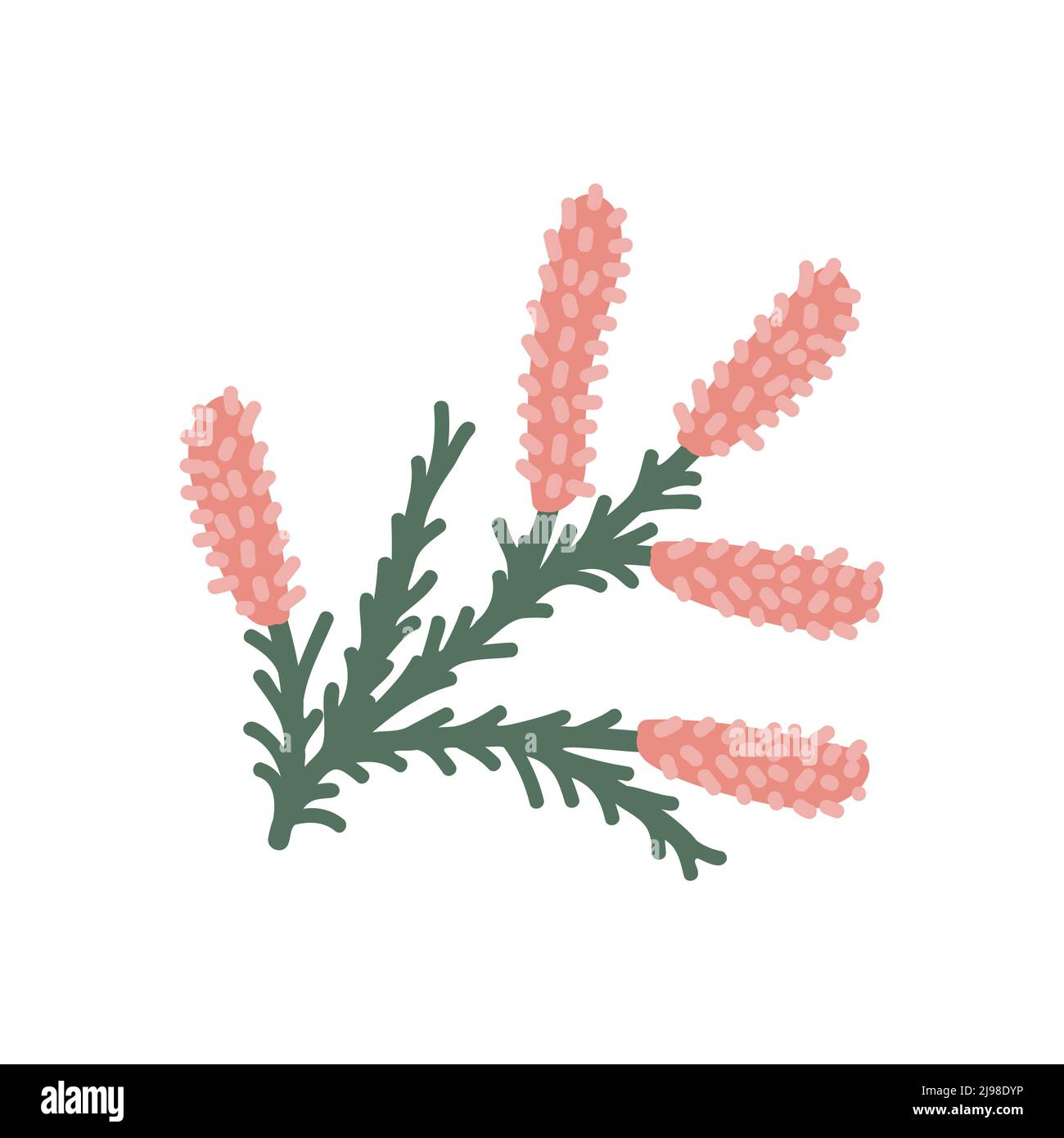 Heather isolated plant vector illustration Stock Vector Image & Art - Alamy