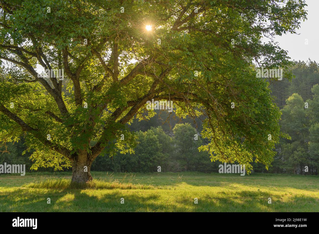 Morning sunshine through tree green hi-res stock photography and images ...