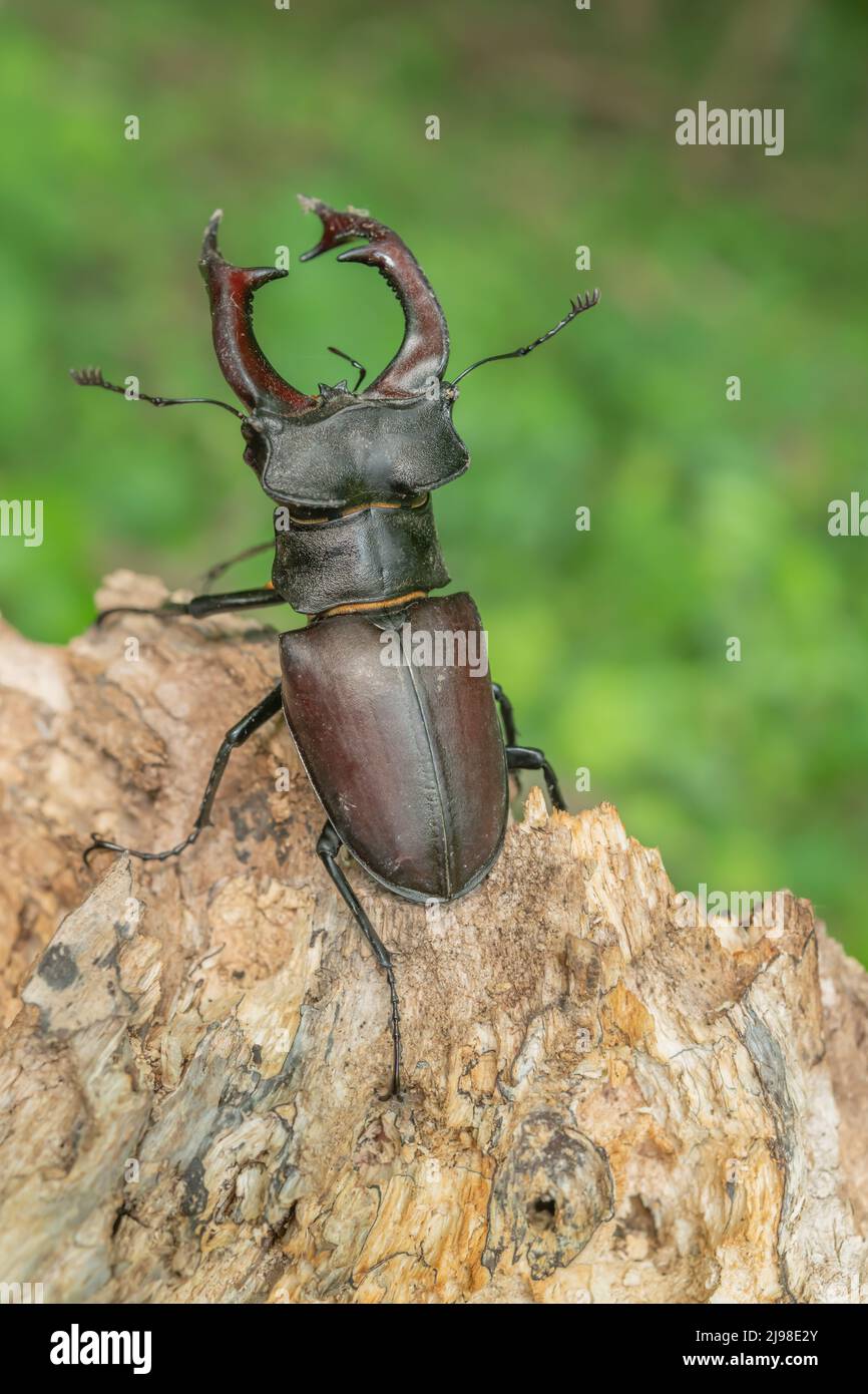 Dead wood in forest hi-res stock photography and images - Alamy