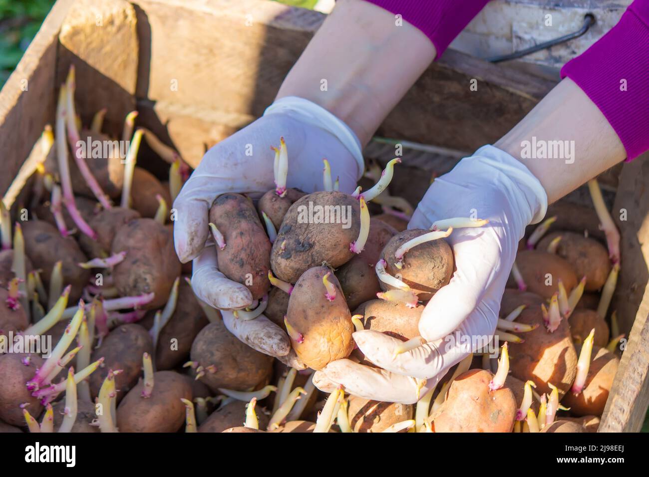 Manual planting of potato tubers in the ground. Early spring ...